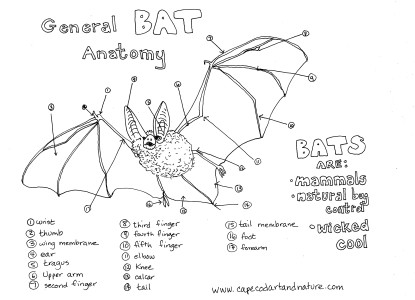 bat anatomy chart | Mary Richmond's Cape Cod Art and Nature